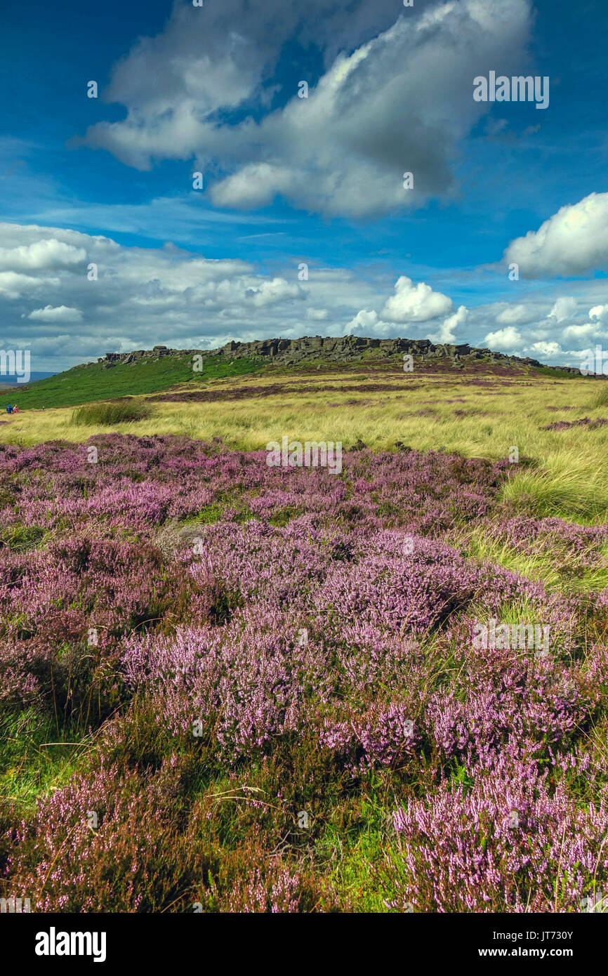 Carpet of purple heather, summer, Stanage Edge, Peak District ...