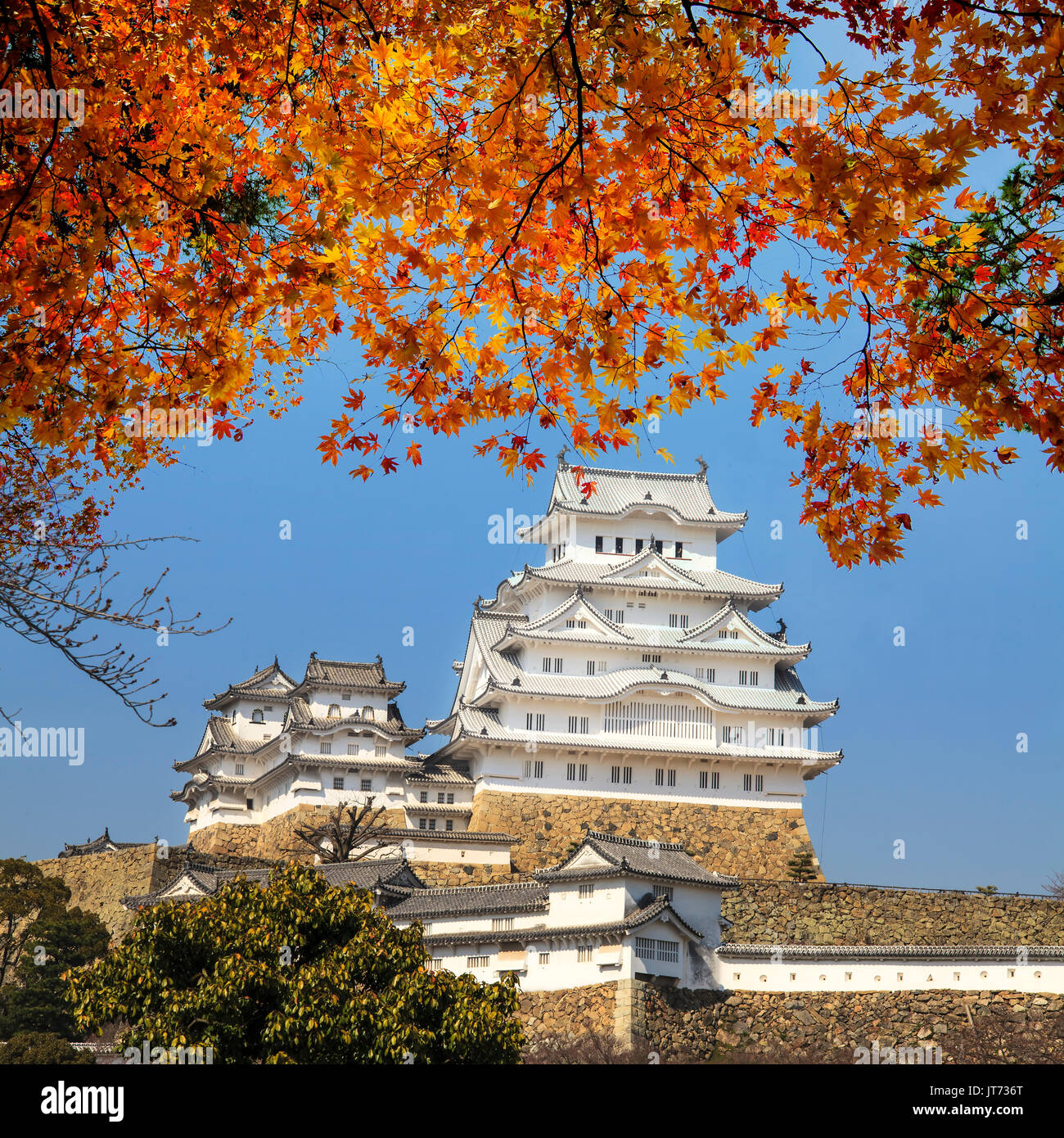 The beautiful japanese Himeji Castle and maple tree Stock Photo - Alamy