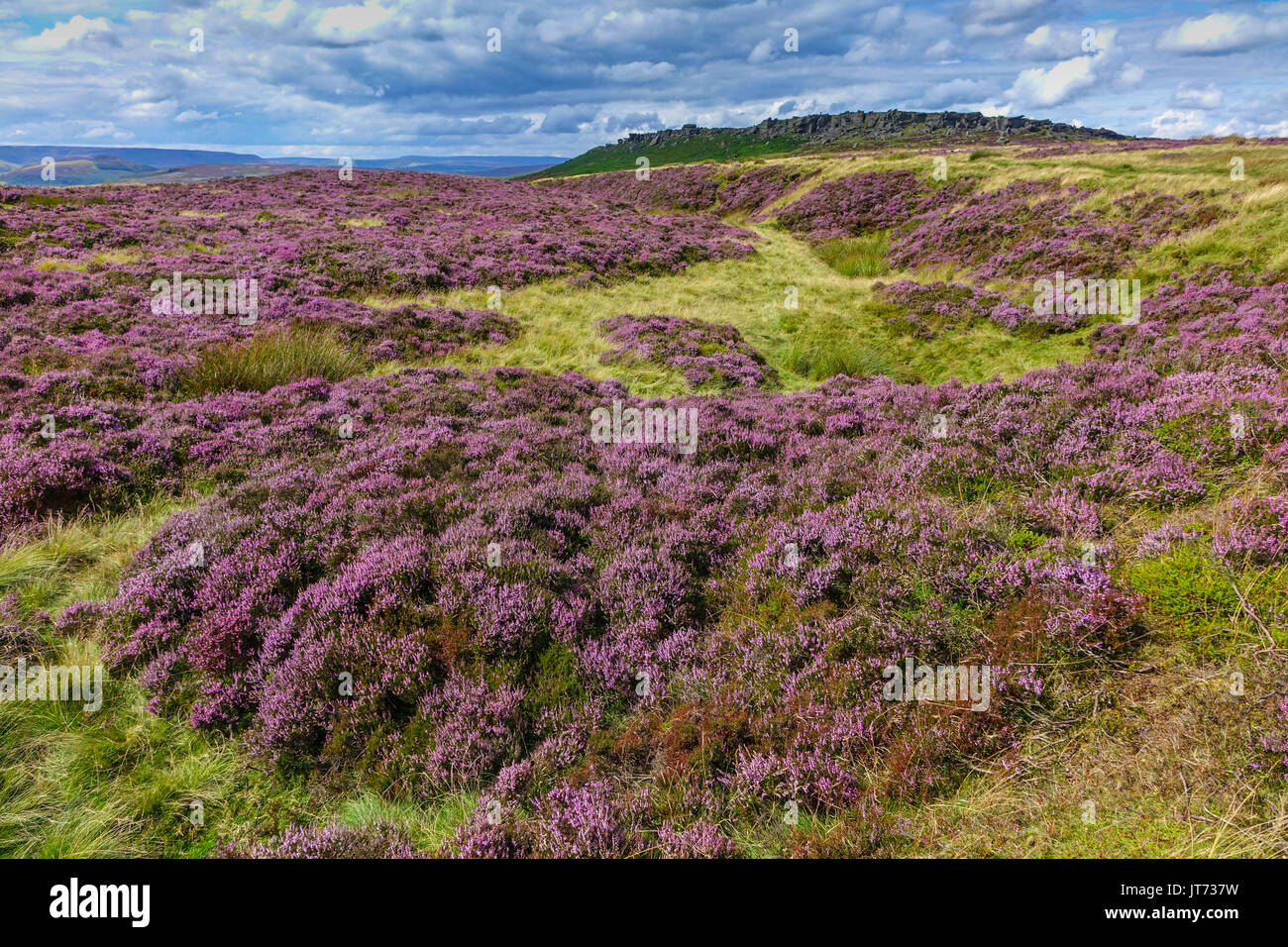 Carpet of purple heather, summer, Stanage Edge, Peak District ...