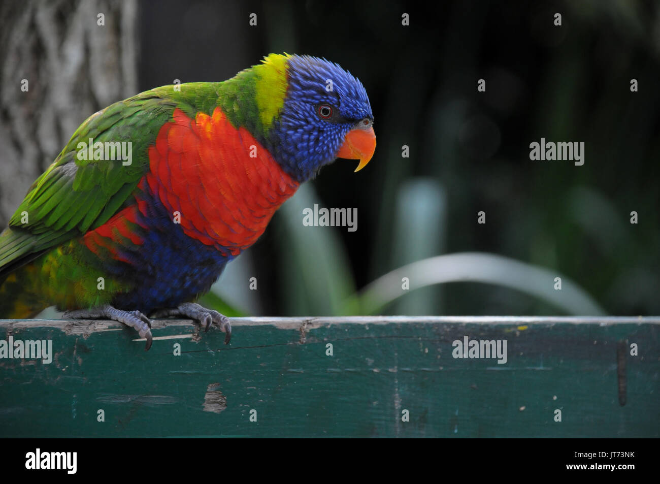 Rainbow parakeet hi-res stock photography and images - Alamy
