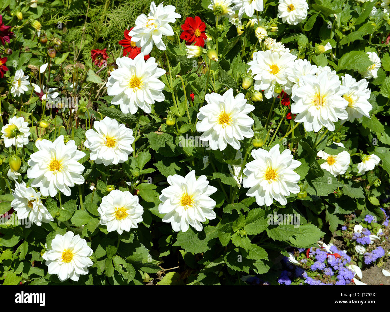 Dwarf white dahlia hi-res stock photography and images - Alamy