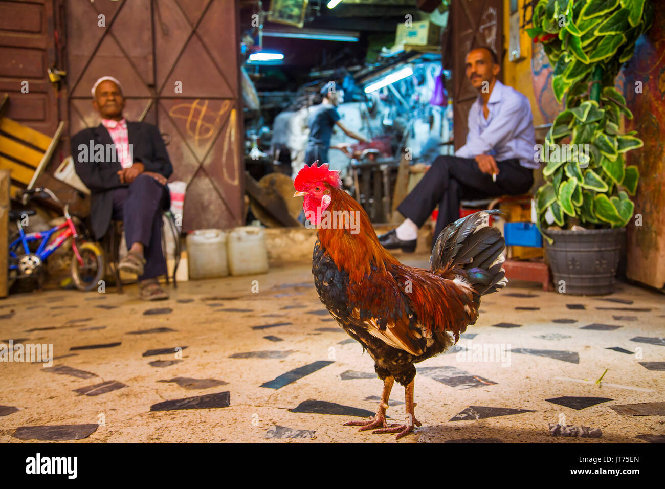 Fez Medina Chicken High Resolution Stock Photography and Images - Alamy