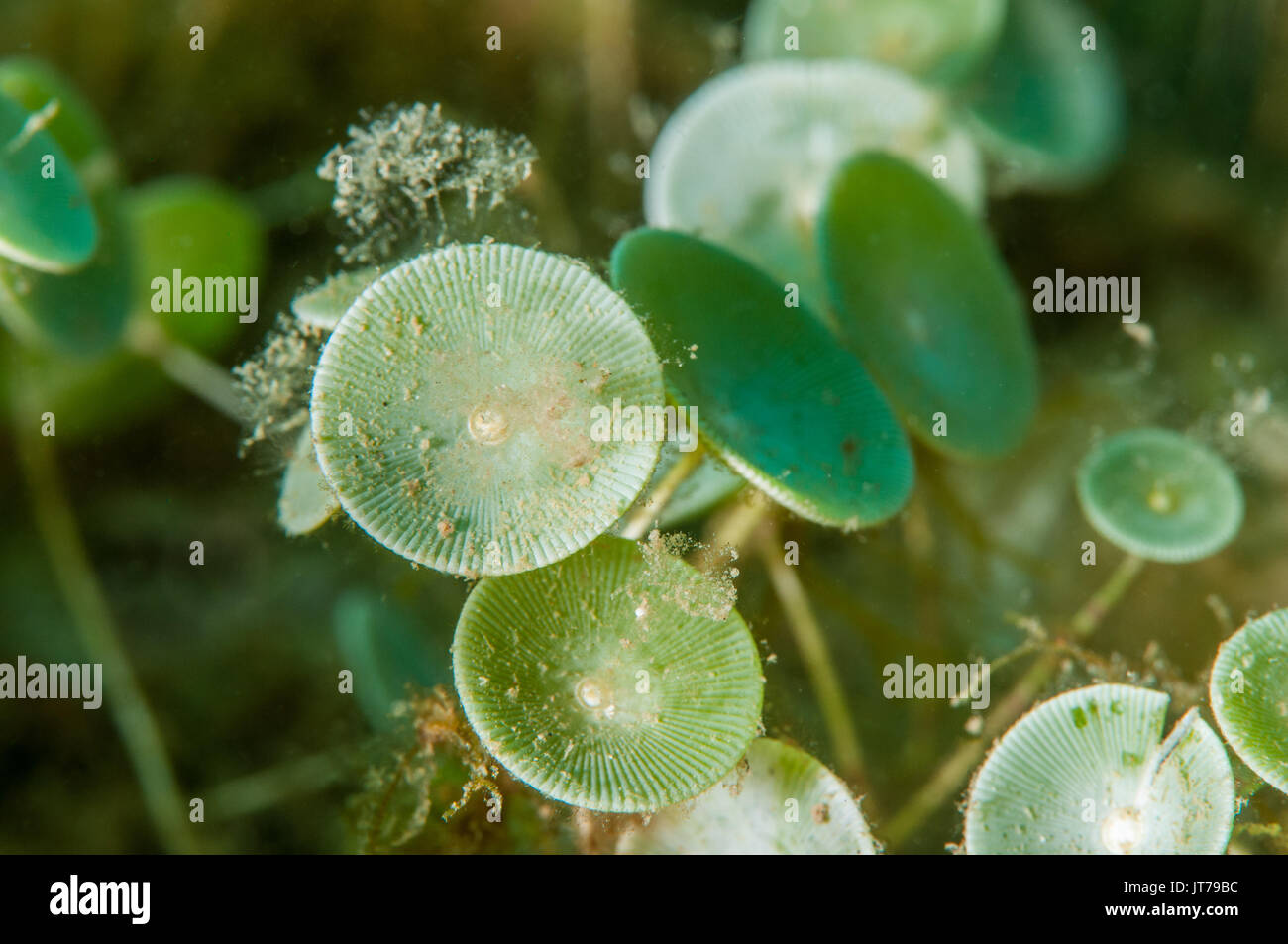 Acetabularia Labeled Dissection Scope