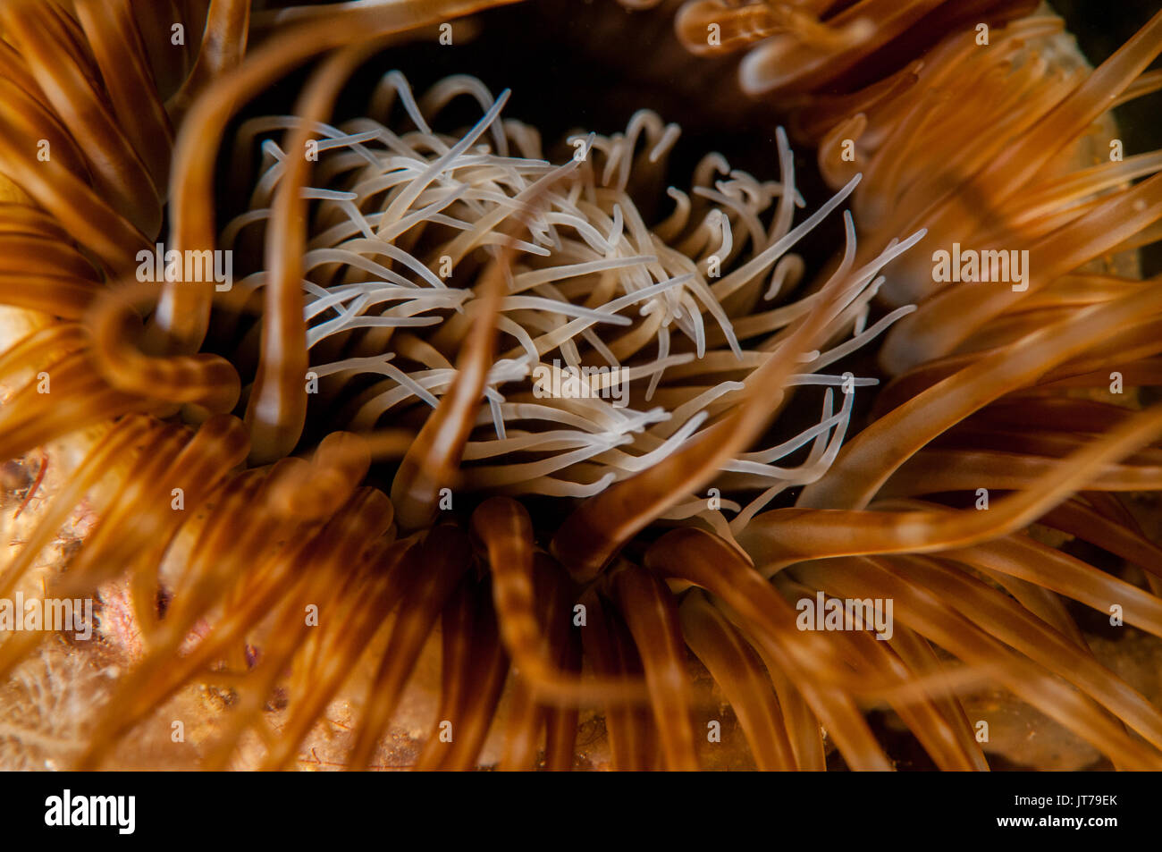 close-up view of a Cerianthus (Cerianthus membranaceus), L'escala ...