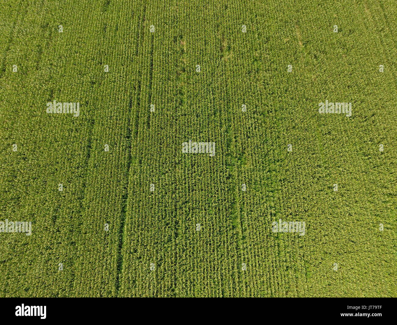 Field of corn. Green corn blooms on the field. Period of growth and ...