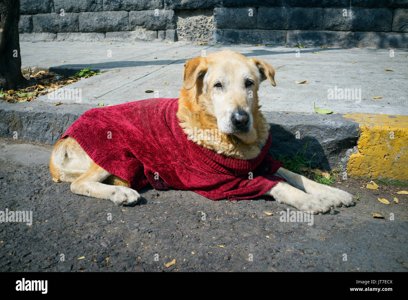 Wearing a red sweater hi-res stock photography and images - Alamy