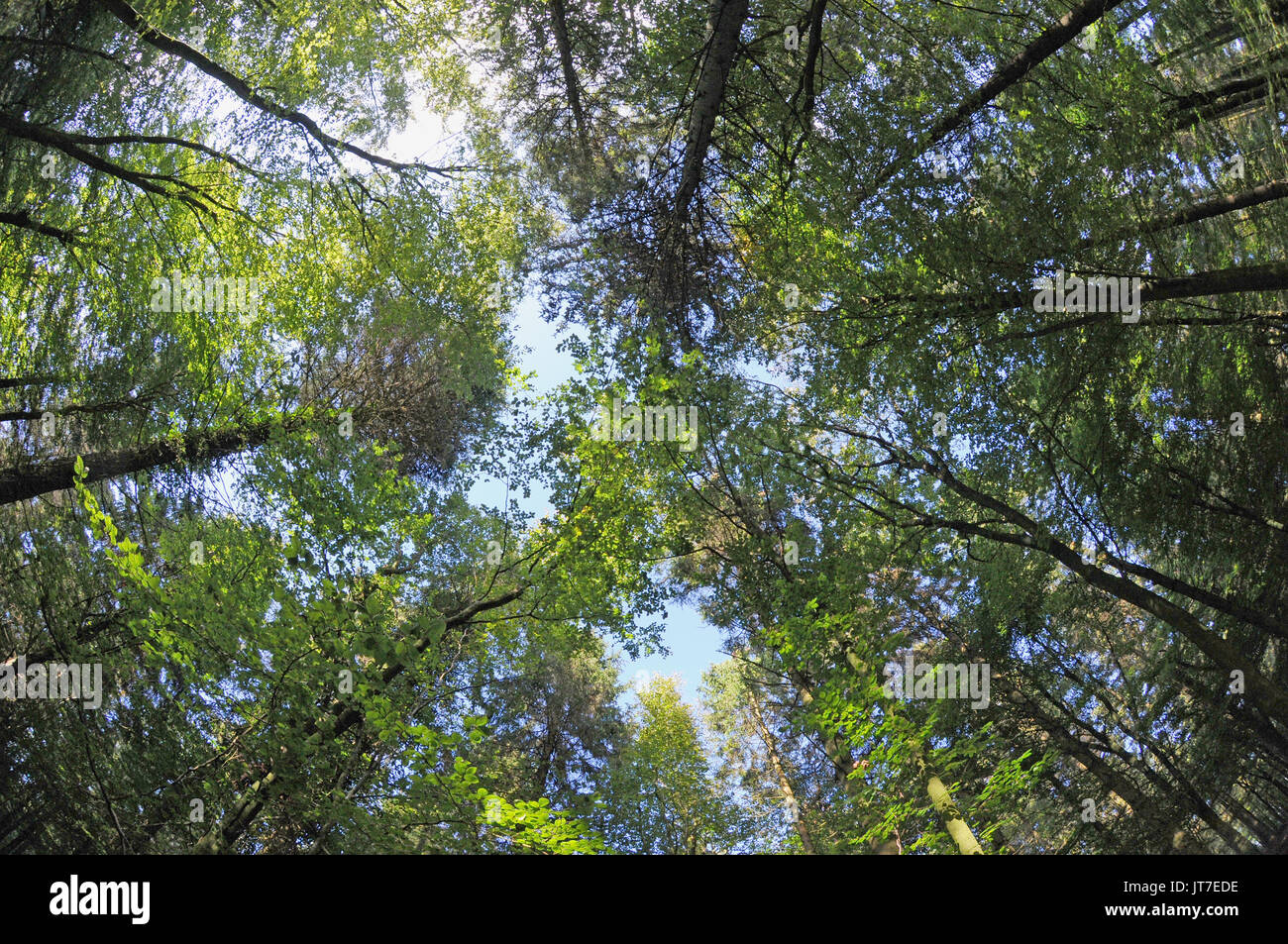 Trees looking up leaves hi-res stock photography and images - Alamy
