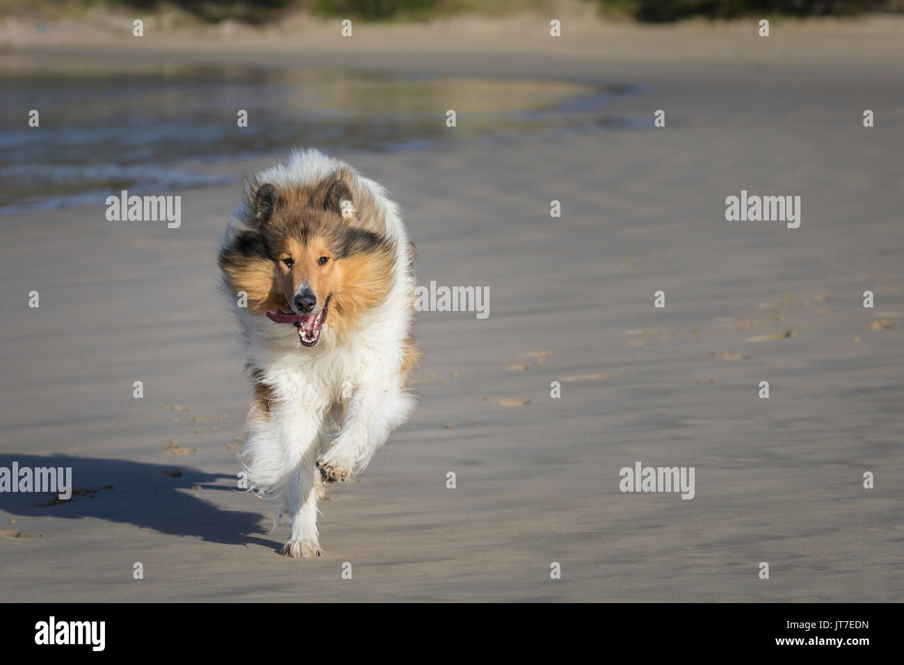 A stunningly beautiful young rough collie playing on the beach Stock ...
