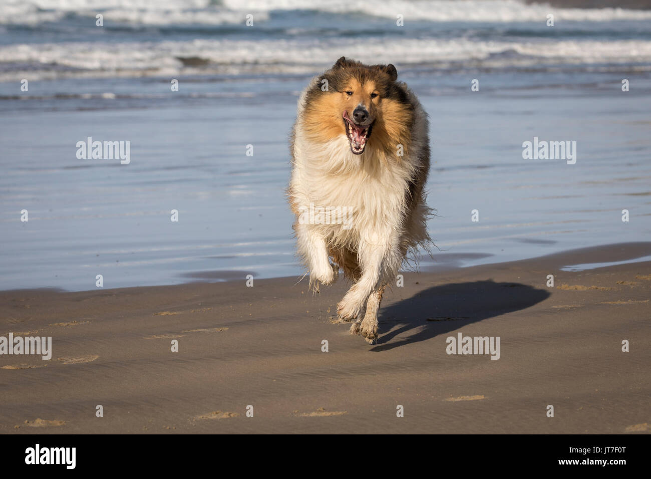 A stunningly beautiful young rough collie playing on the beach Stock ...