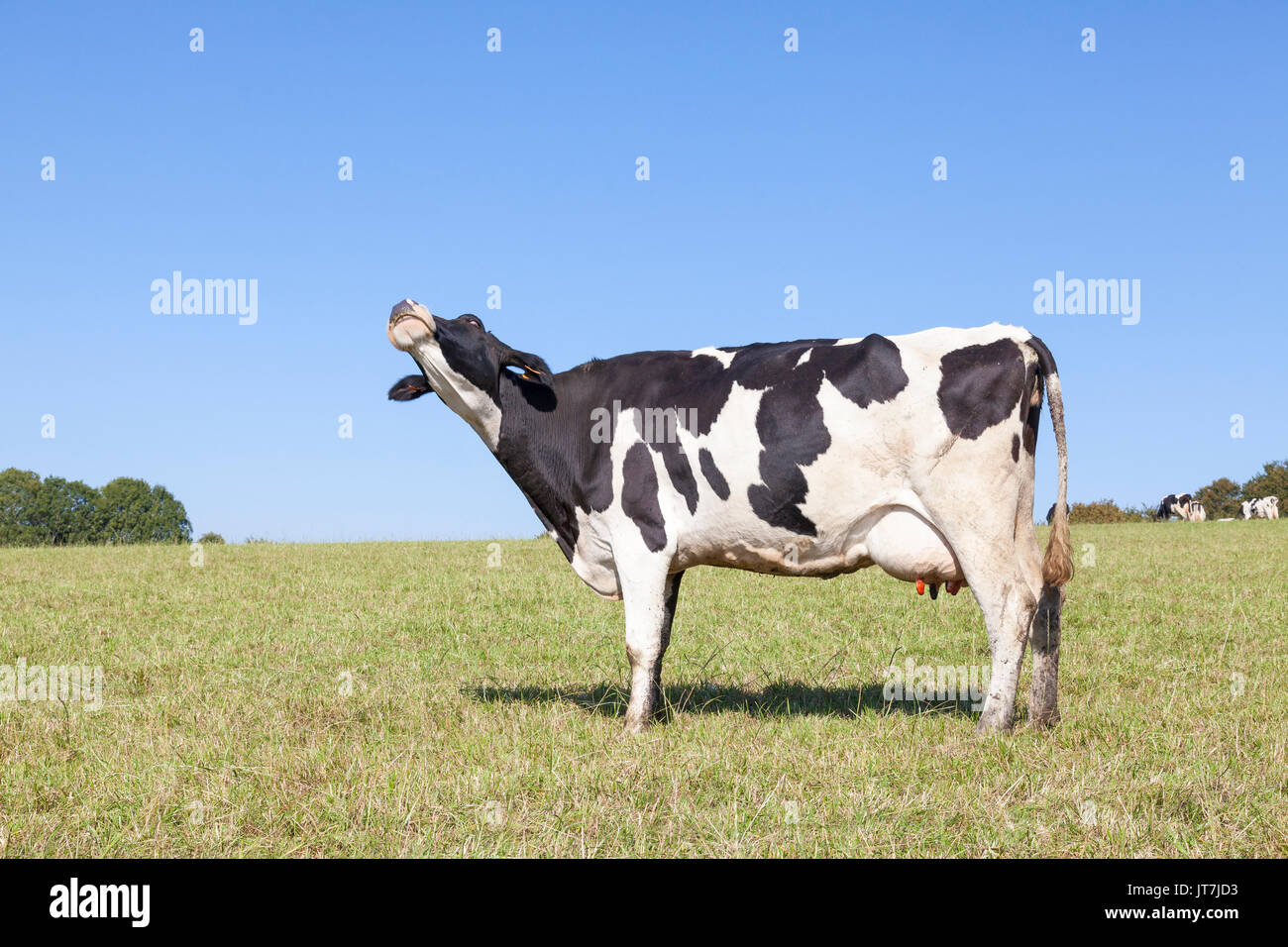 Skyline view of a fun black and white Holstein dairy cow with a full ...