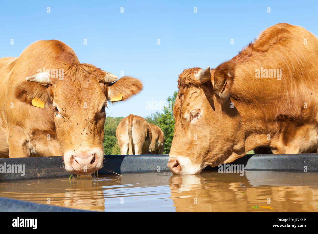 Drinking water tank hi-res stock photography and images - Alamy