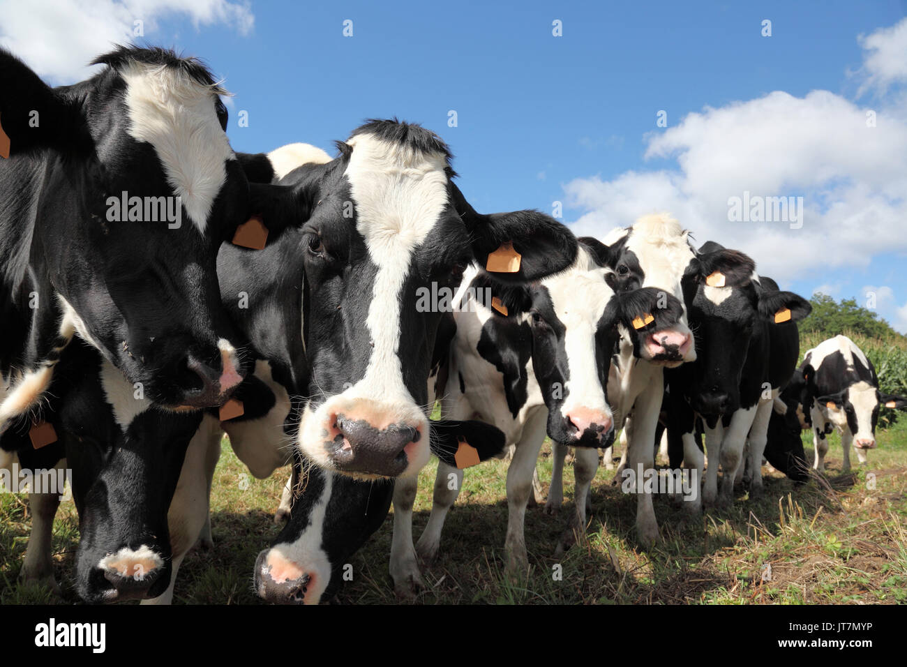 Herd of friendly black and white Holstein dairy cows or cattle standing ...