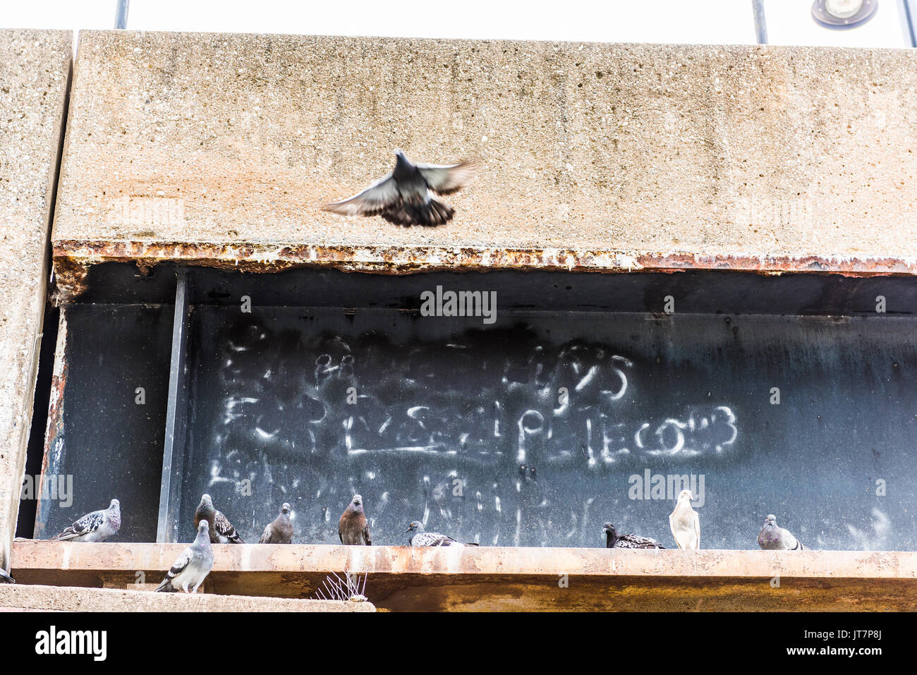 Pigeons flying and sitting on bridge in urban scene Stock Photo - Alamy