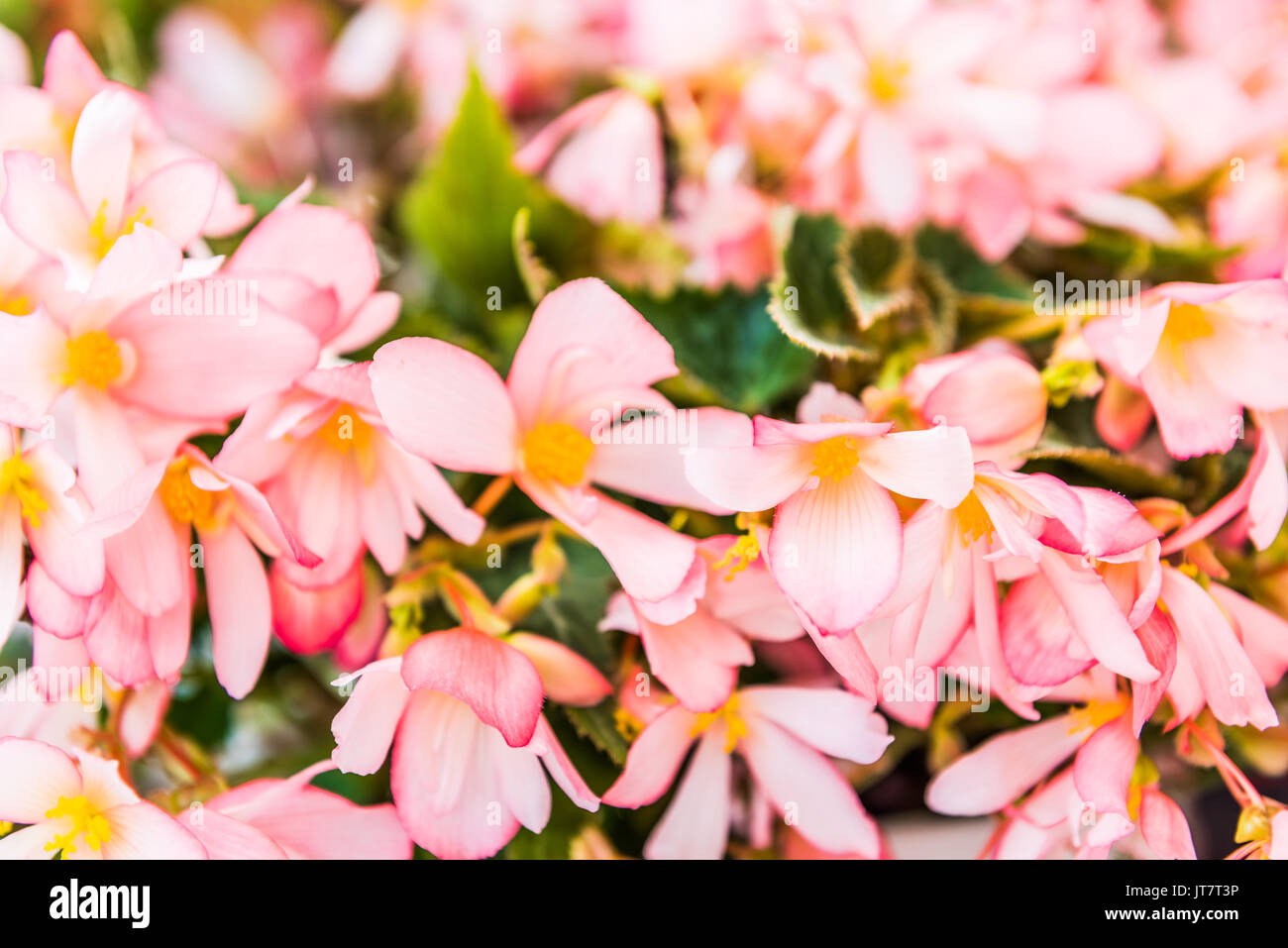 Jean Talon Flower Market High Resolution Stock Photography and Images ...