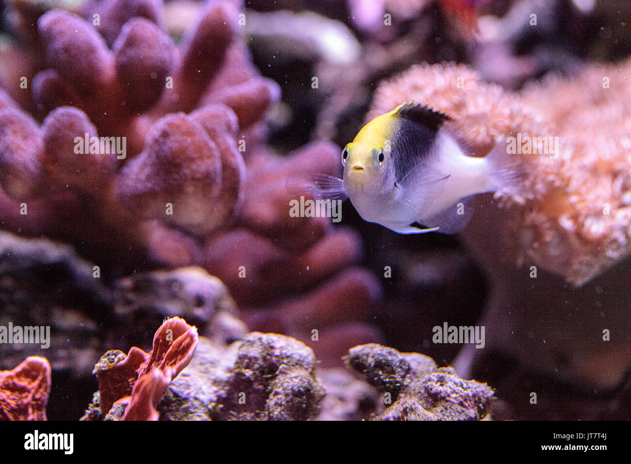 Fiji Yellow Head damsel Chrysiptera rollandi on a coral reef Stock ...