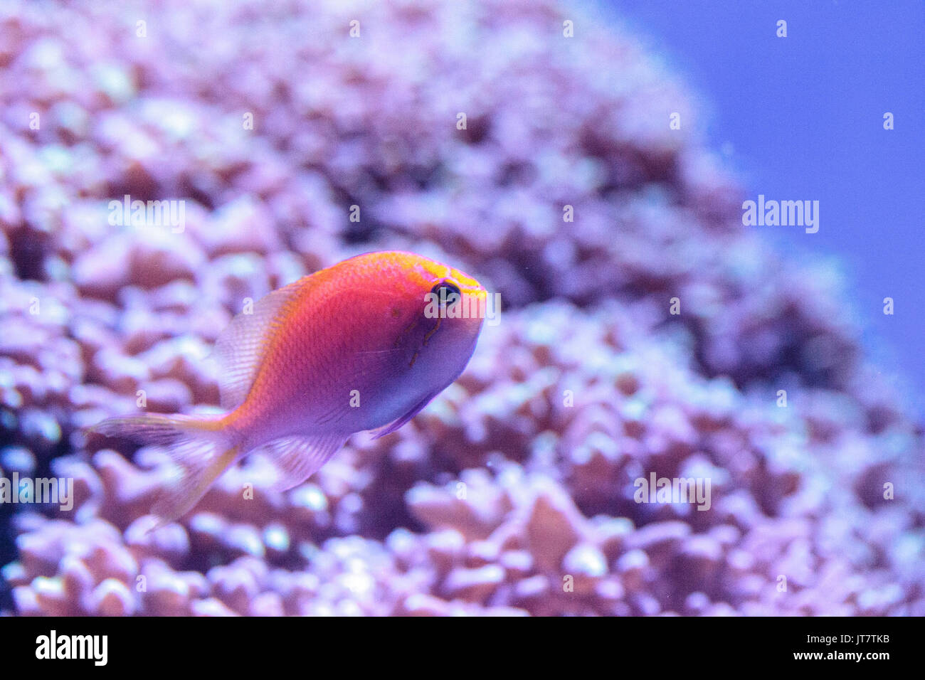 Lyretail coralfish hi-res stock photography and images - Alamy