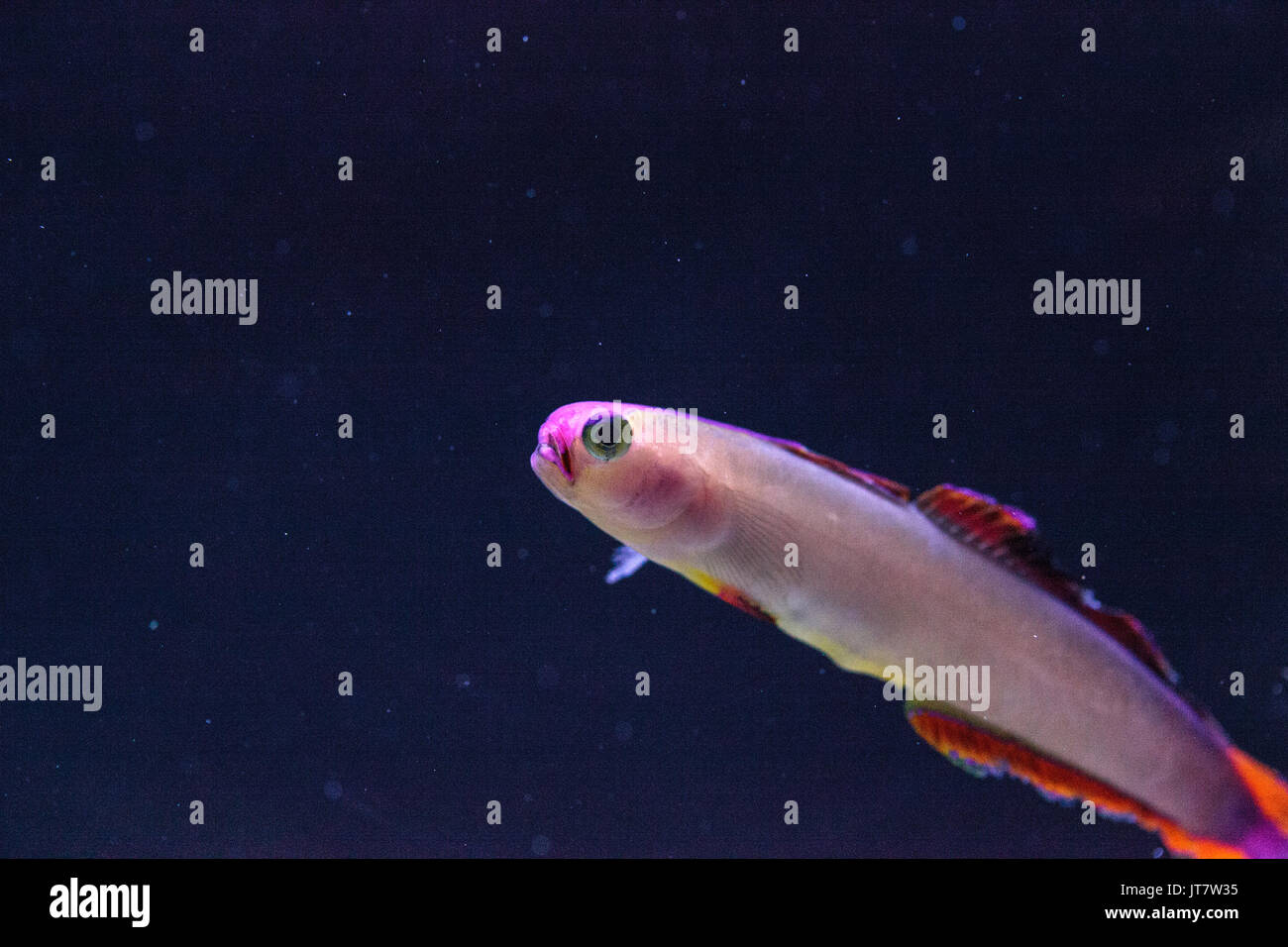 Purple cap firefish, Nemateleotris decora, darts through the saltwater ...