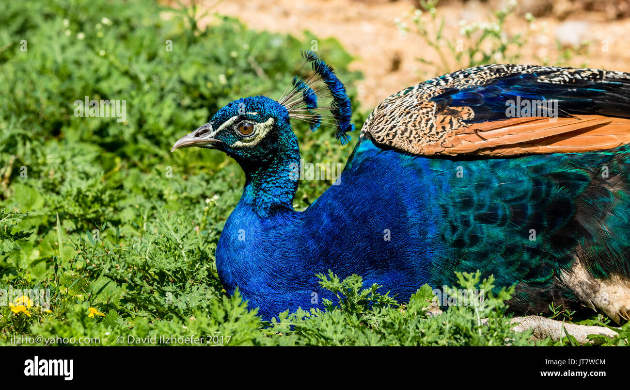 Vibrant peahen hi-res stock photography and images - Alamy