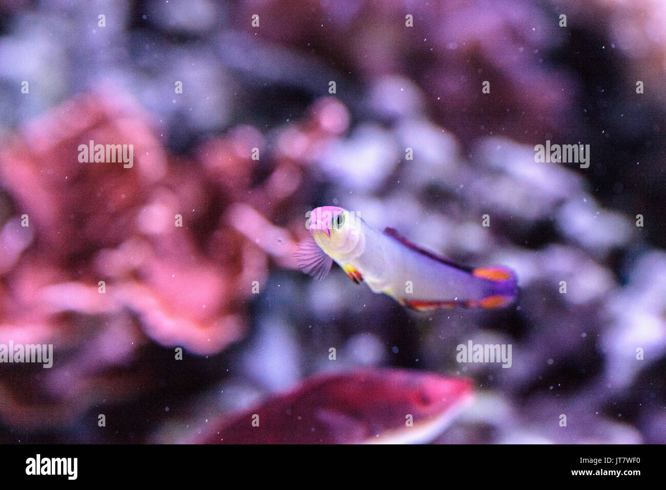Purple cap firefish, Nemateleotris decora, darts through the saltwater ...