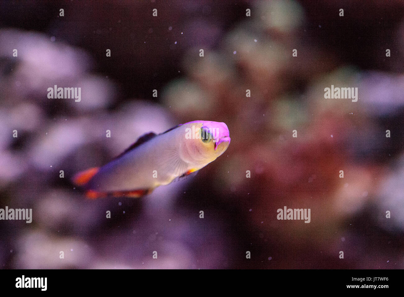 Purple firefish hi-res stock photography and images - Alamy