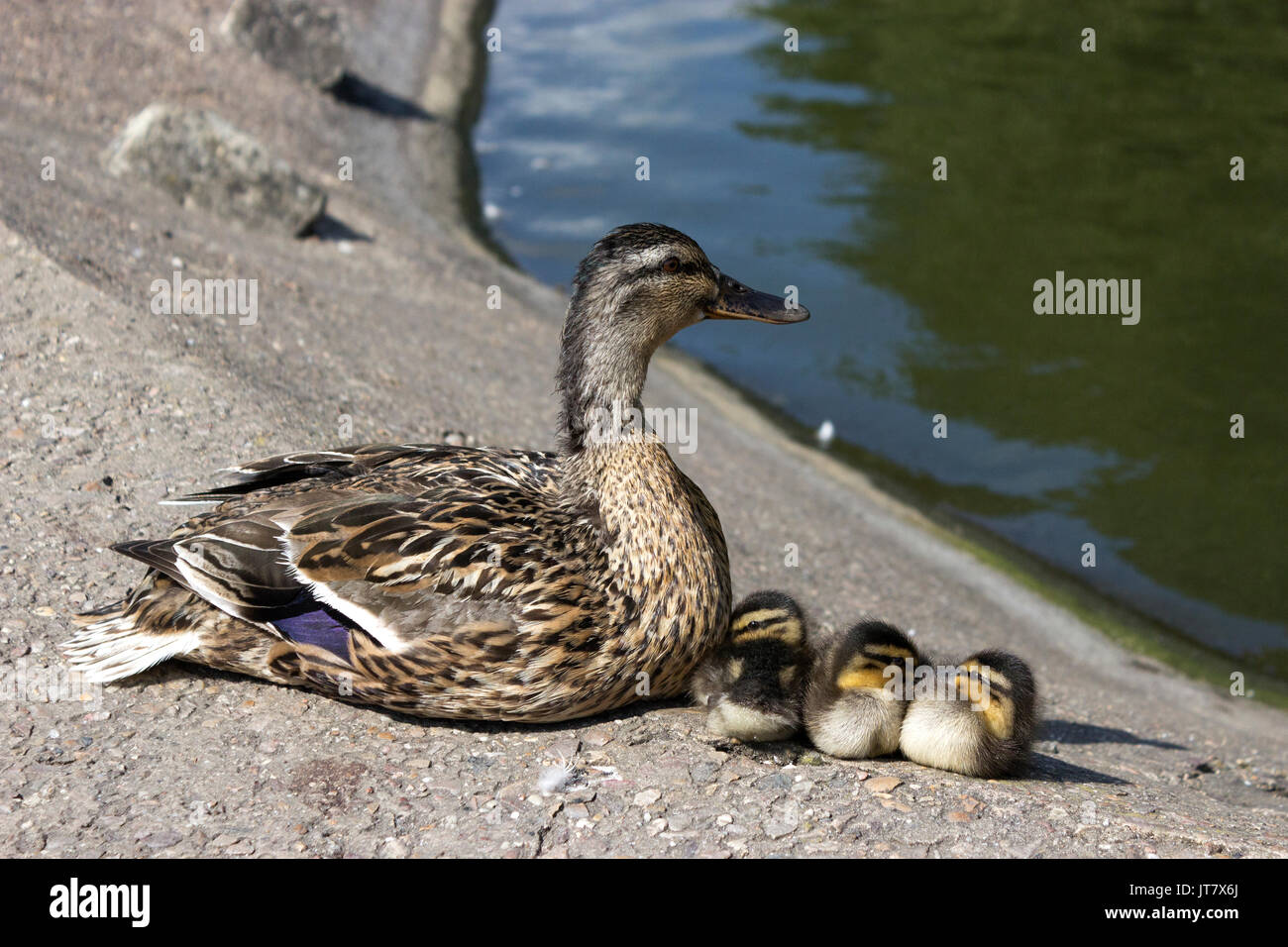 England, Baby Chicks, Ducks Aquatic Birds, Ducks Sitting Near a Pond ...