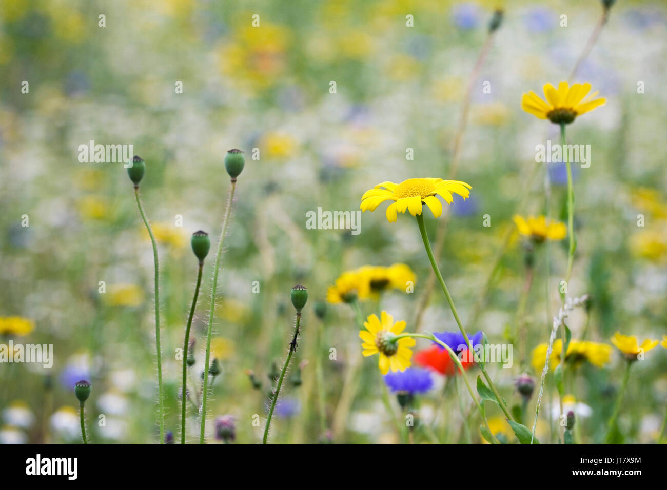 Wildflower meadow in Summer Stock Photo - Alamy