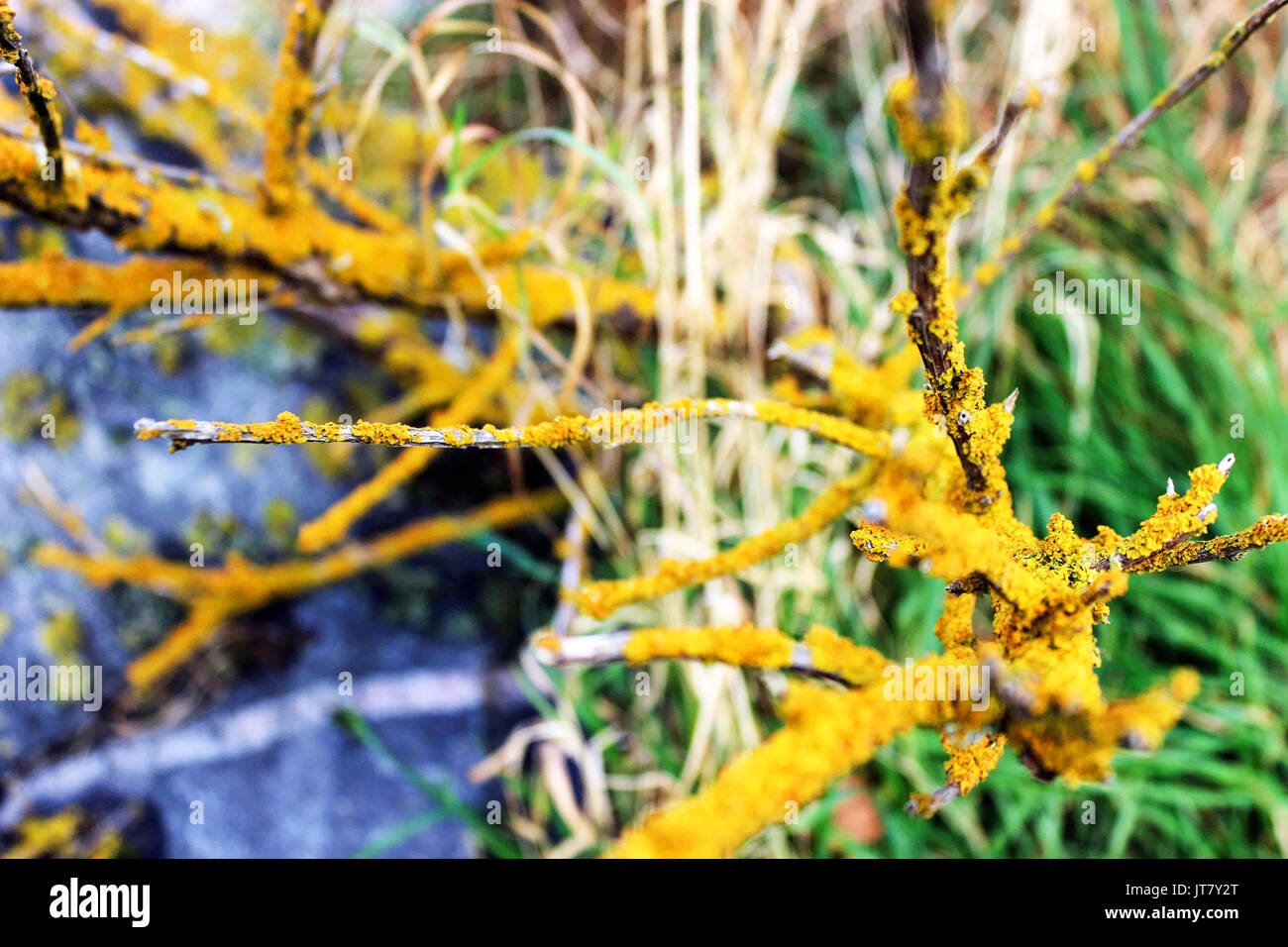 Nature, Yellow Algae on Branches, Wilted Greenery, Woodland, Summertime ...