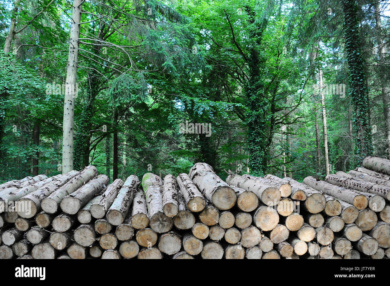 Stacked logs hi-res stock photography and images - Alamy