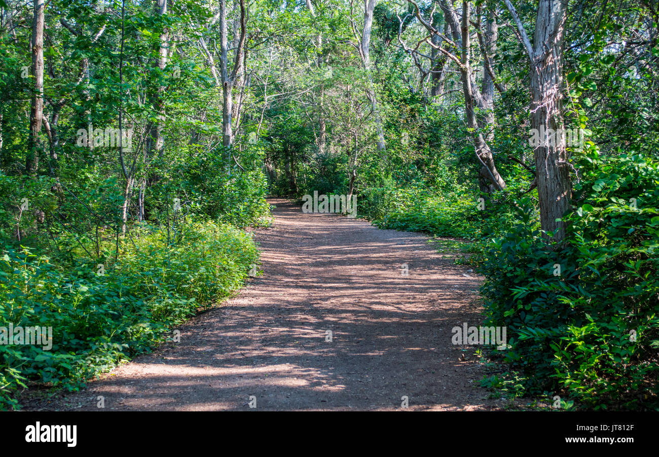 dirt path winding through a canopy of trees and greenery Stock Photo ...