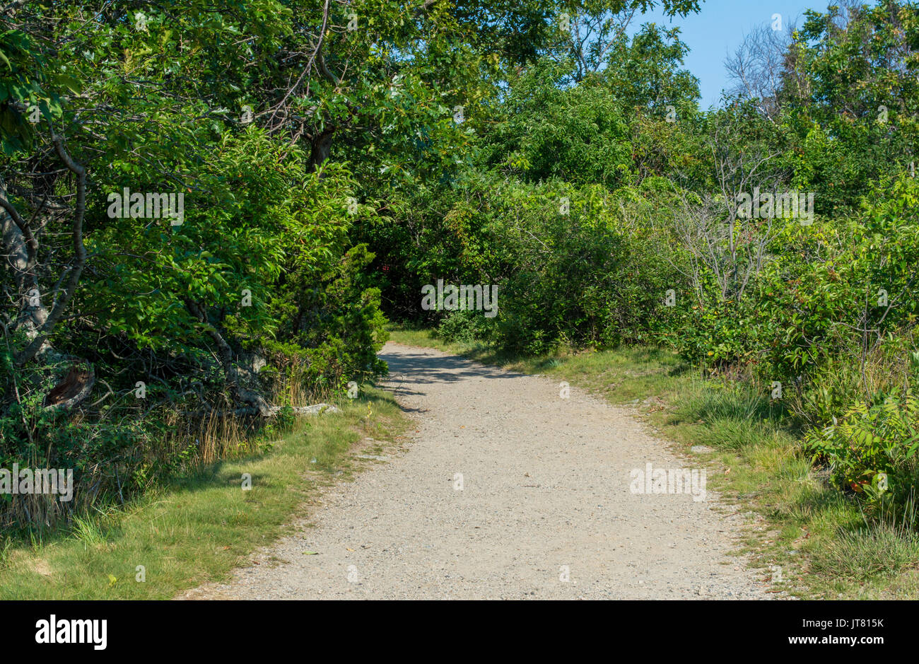 dirt pathway through lush greenery and trees Stock Photo - Alamy