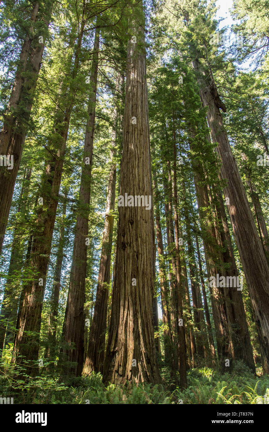 Tallest trees hi-res stock photography and images - Alamy