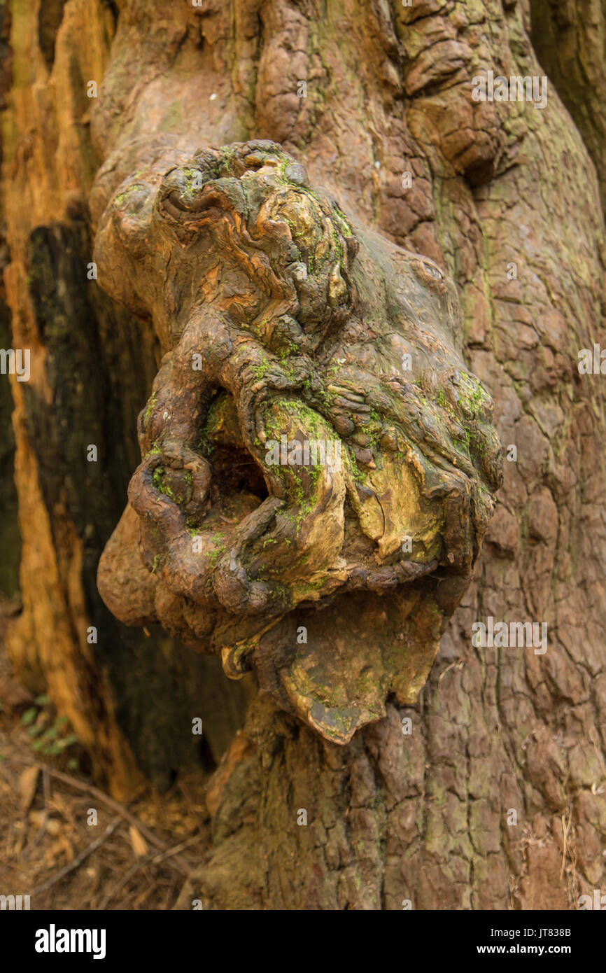 Redwood burl hi-res stock photography and images - Alamy