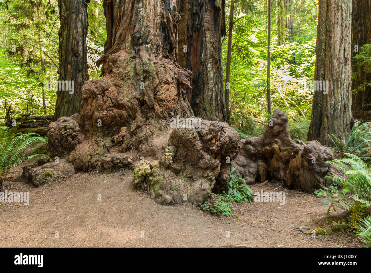 Redwood burl hi-res stock photography and images - Alamy