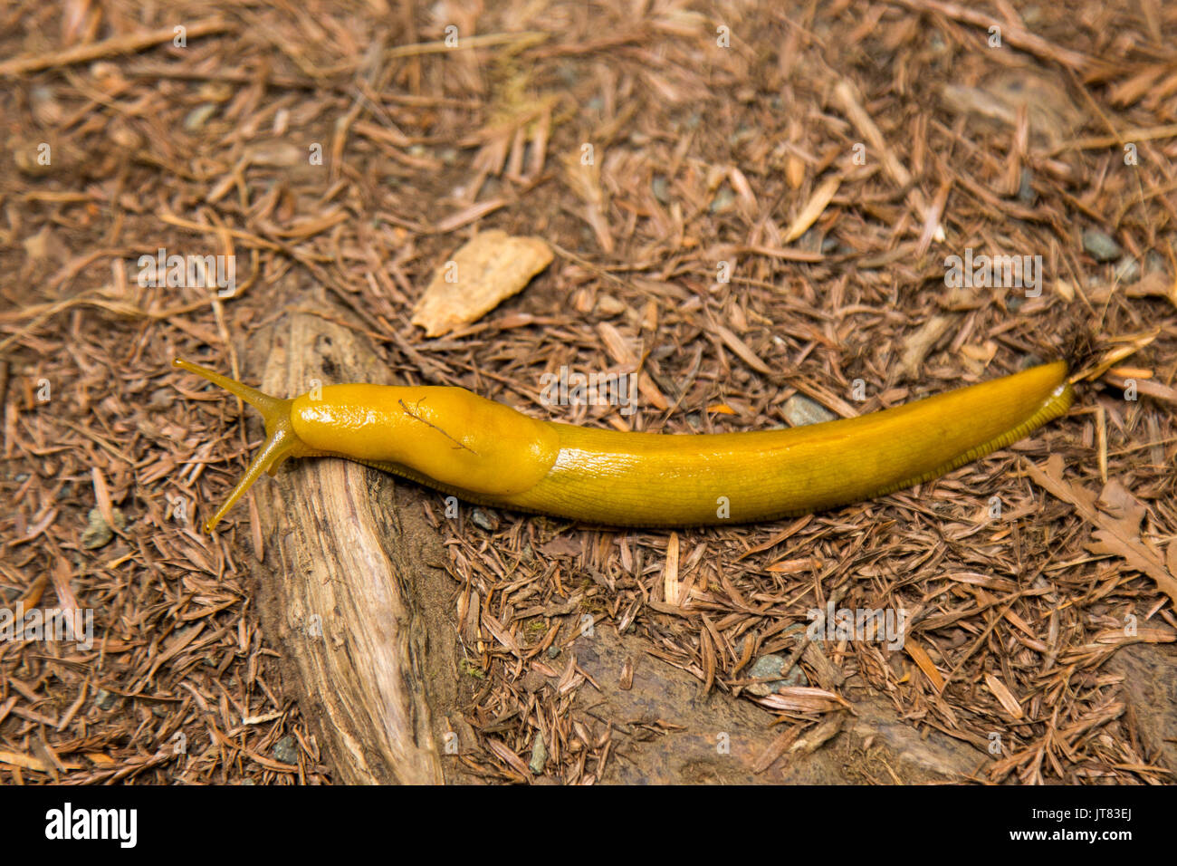Banana slug hi-res stock photography and images - Alamy