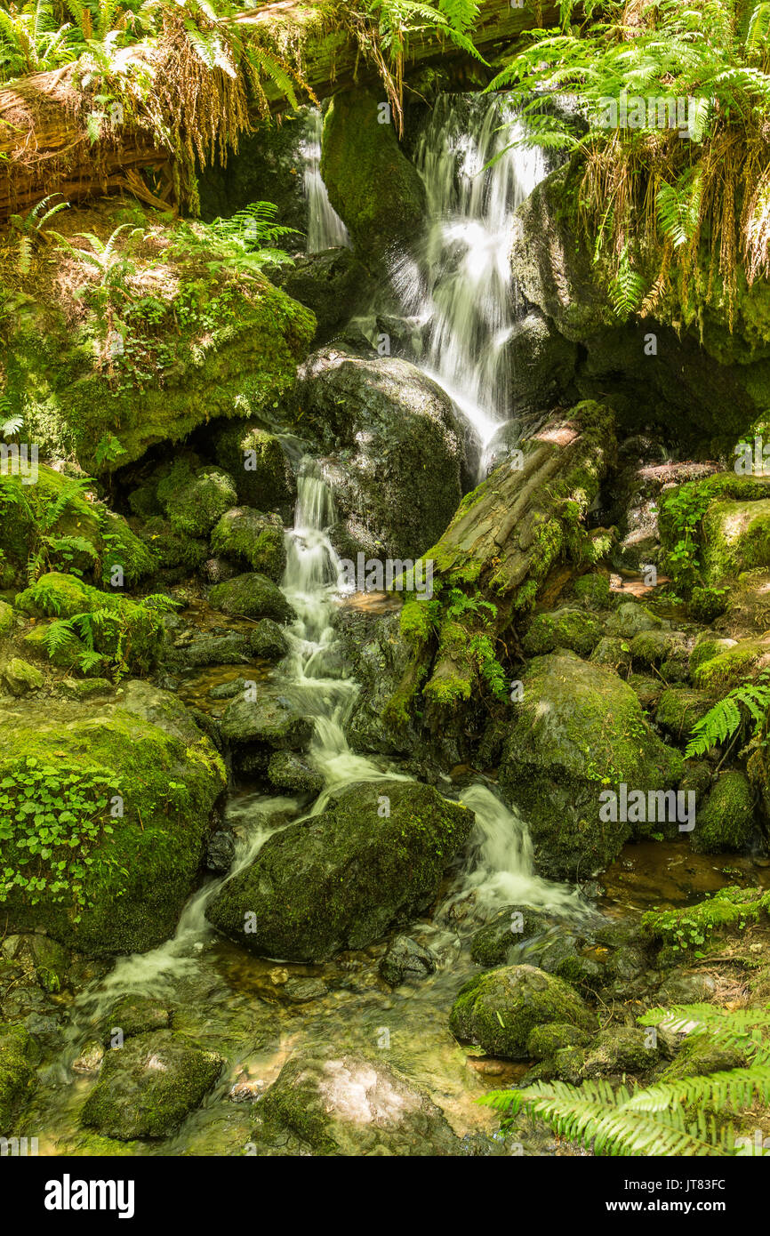 Redwood falls hi-res stock photography and images - Alamy