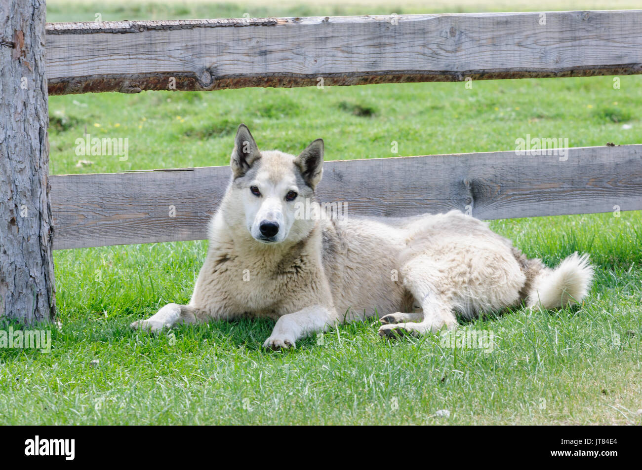 Altai dog hi-res stock photography and images - Alamy