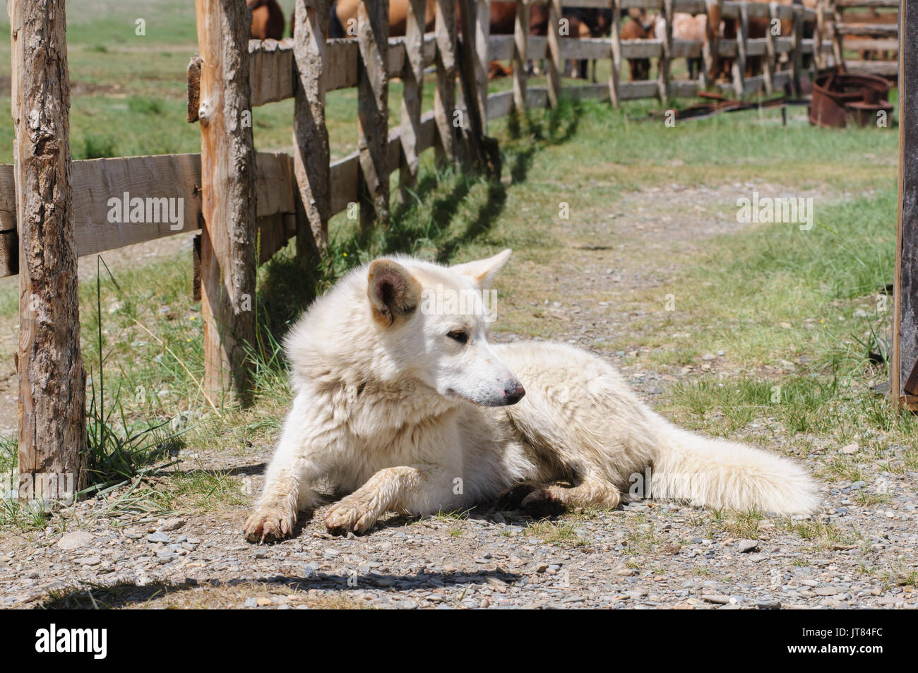 Altai breed hi-res stock photography and images - Alamy