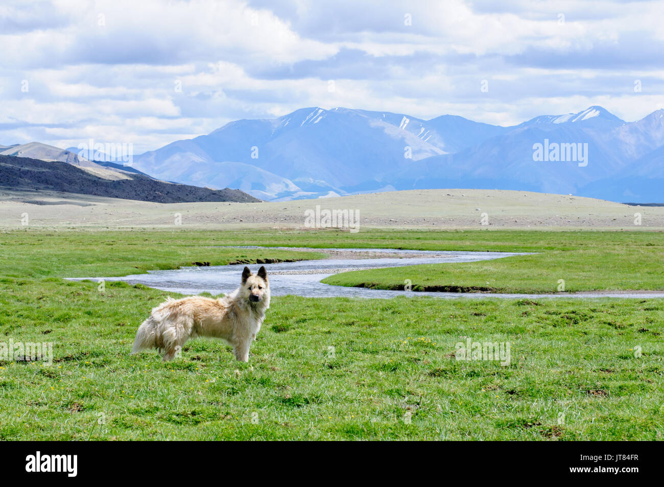 Altai breed hi-res stock photography and images - Alamy