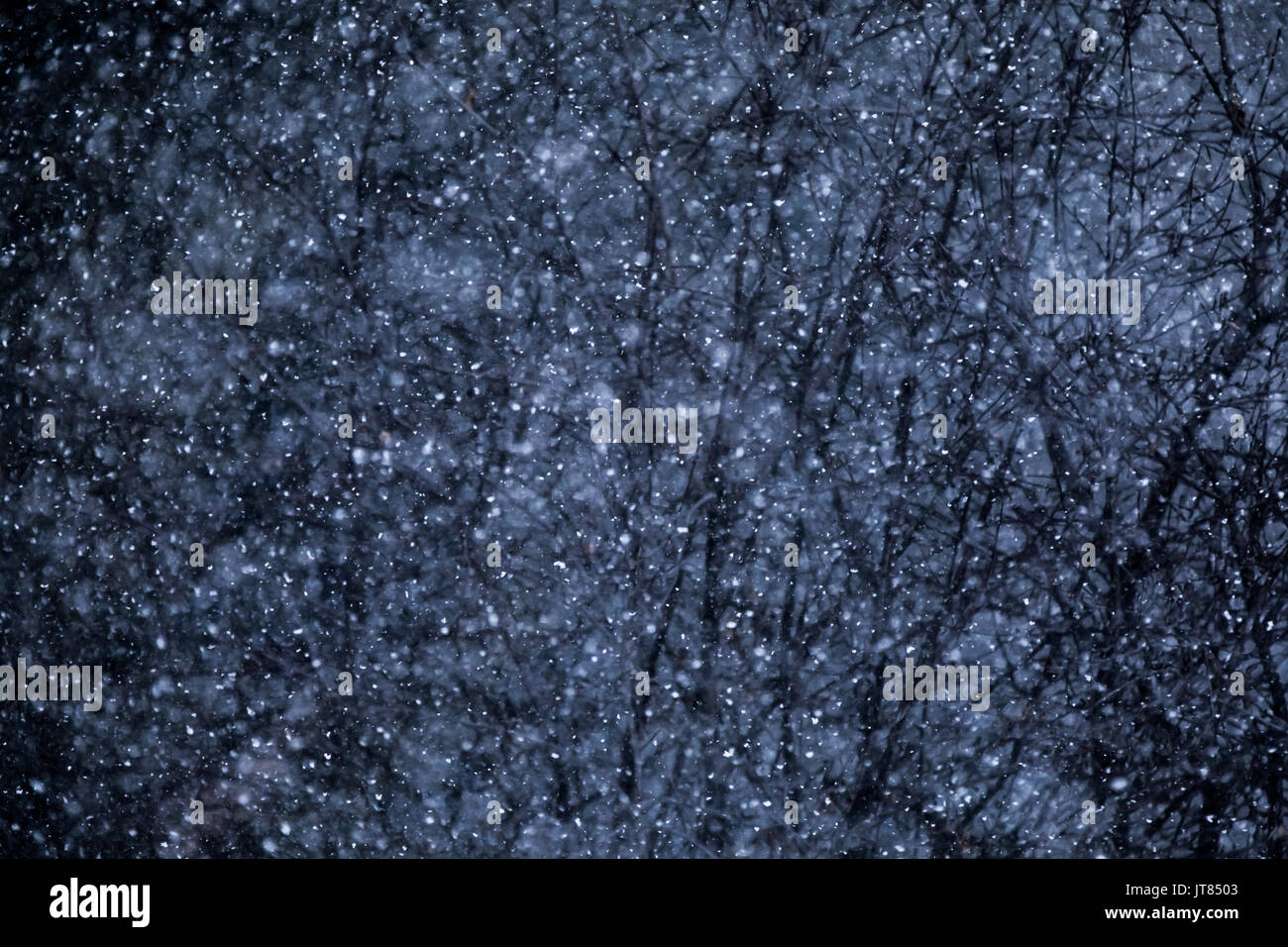 Heavy Snowstorm Texture with Forest Branches in Background Stock Photo ...