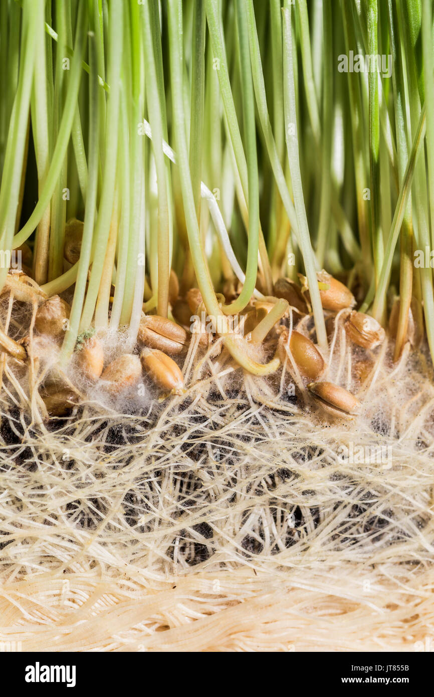 Wheatgrass details of the Roots, Seeds and Healthy Mature Sprouts Ready ...