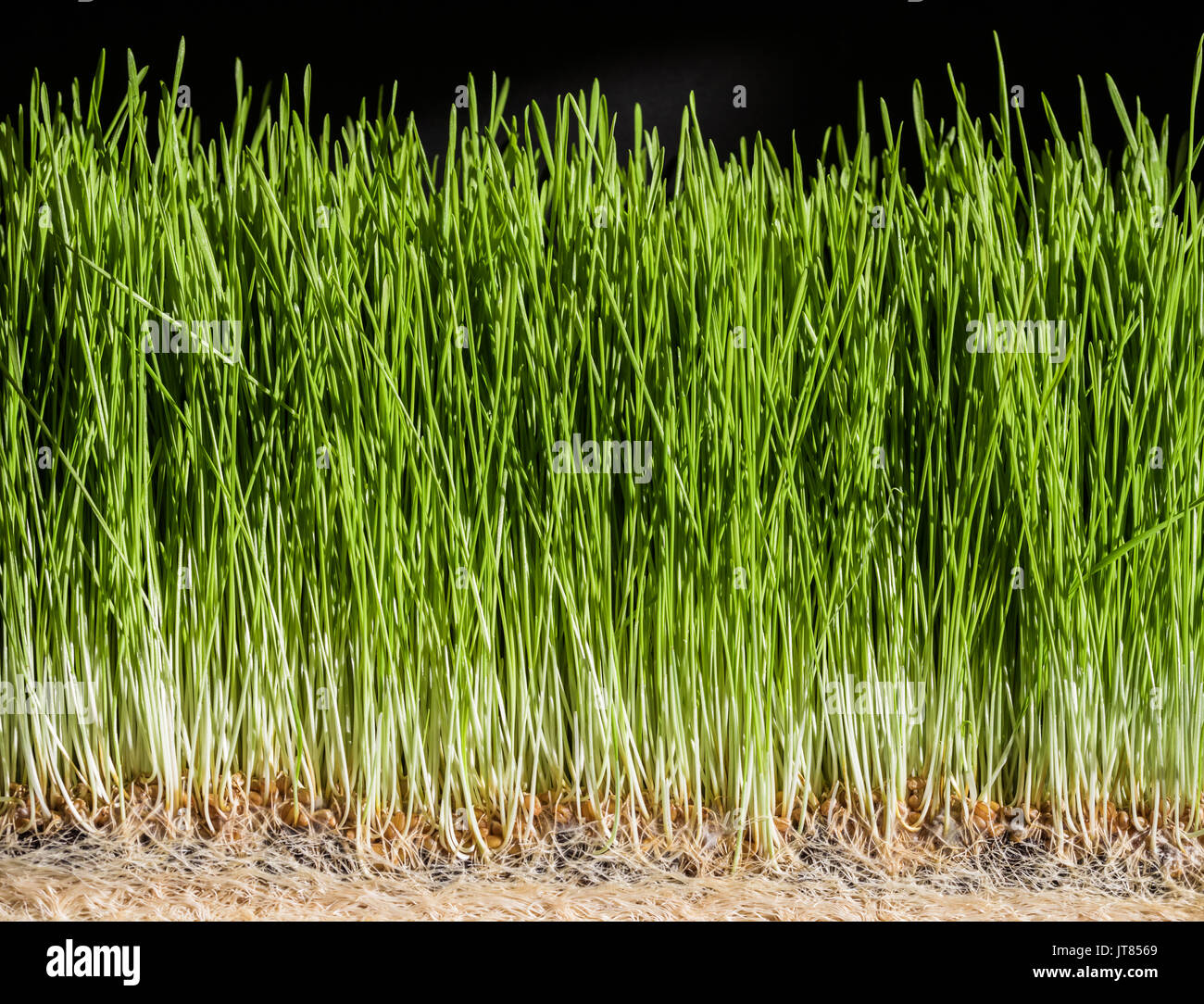 Wheatgrass details of the Roots, Seeds and Healthy Mature Sprouts Ready ...