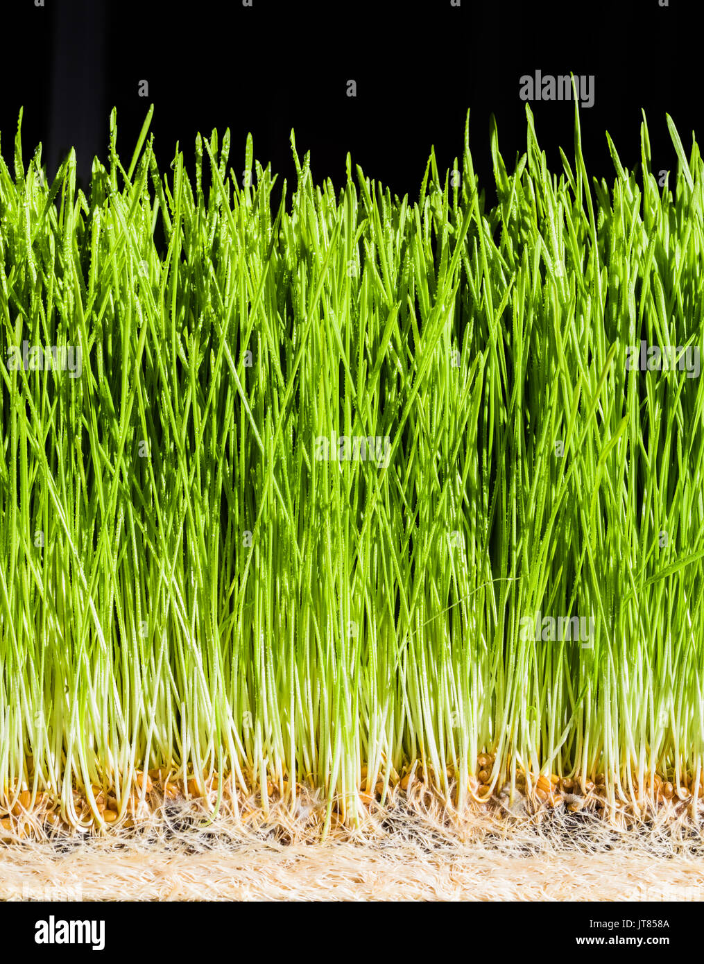 Wheatgrass details of the Roots, Seeds and Healthy Mature Sprouts Ready ...