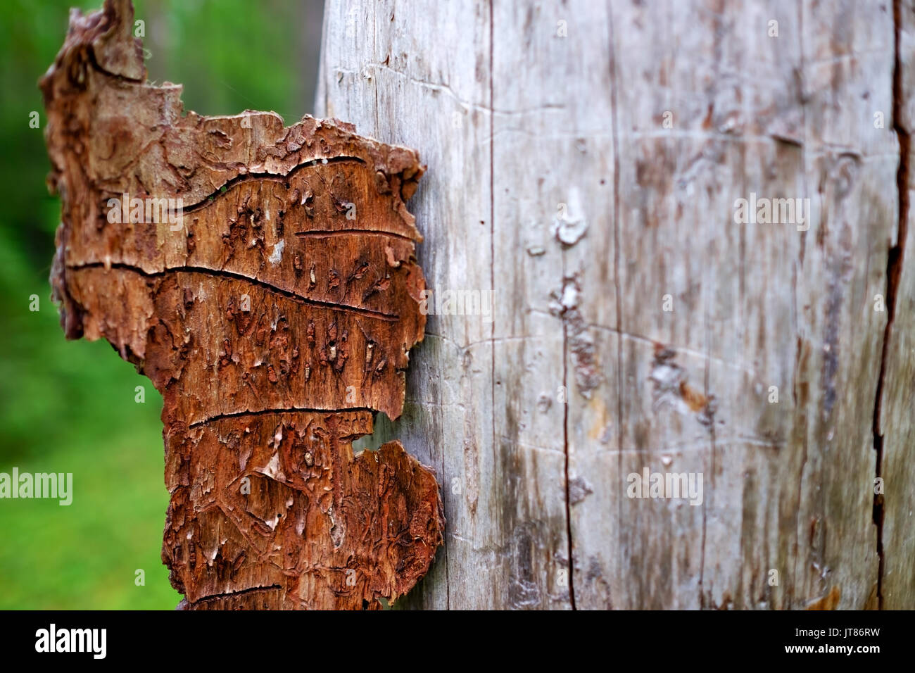 Macro pest hi-res stock photography and images - Alamy
