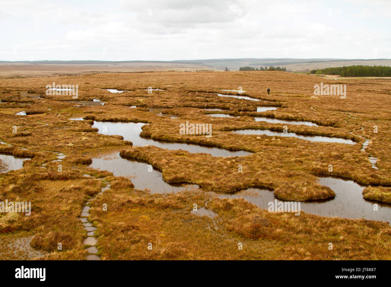 Landscape dominated by peat marsh and countless pools of water under ...