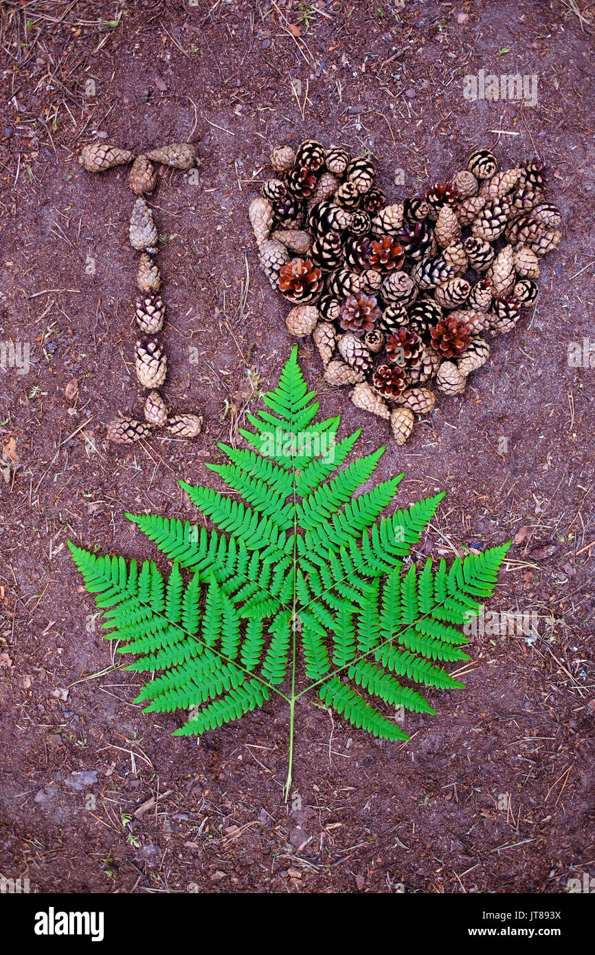 Beautiful pine cones and fern are laid out on the ground Stock Photo ...