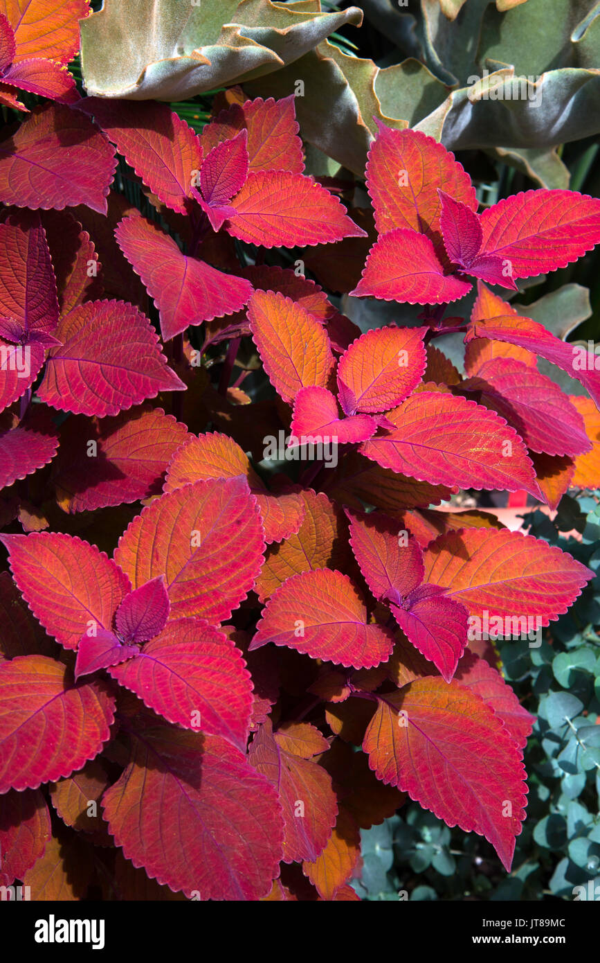 Coleus ,Solenostemon scutellarioides Sedona, Coleus blumei Sedona Stock ...