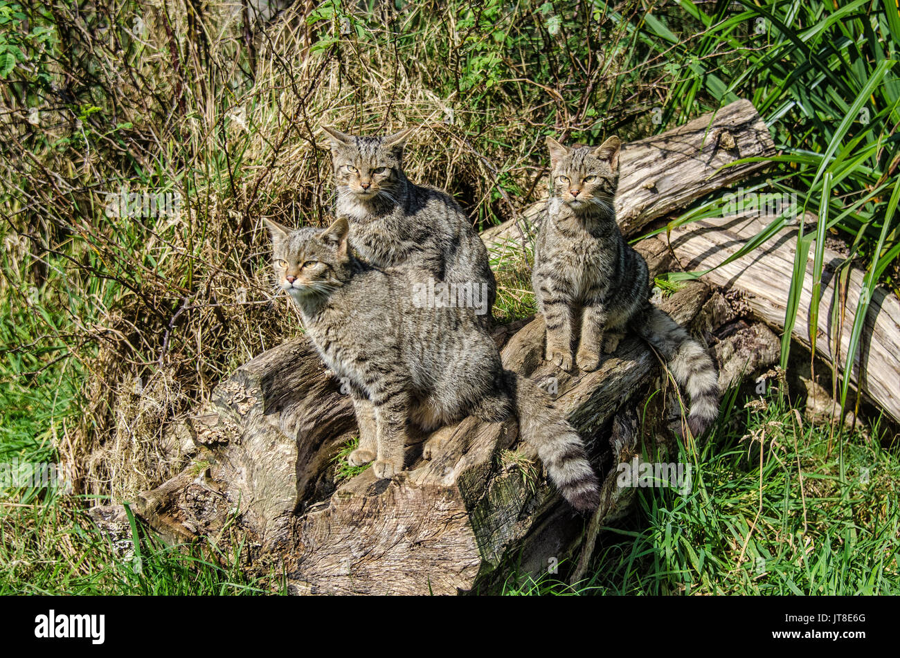 The Scottish wildcat is a European wildcat population in Scotland ...