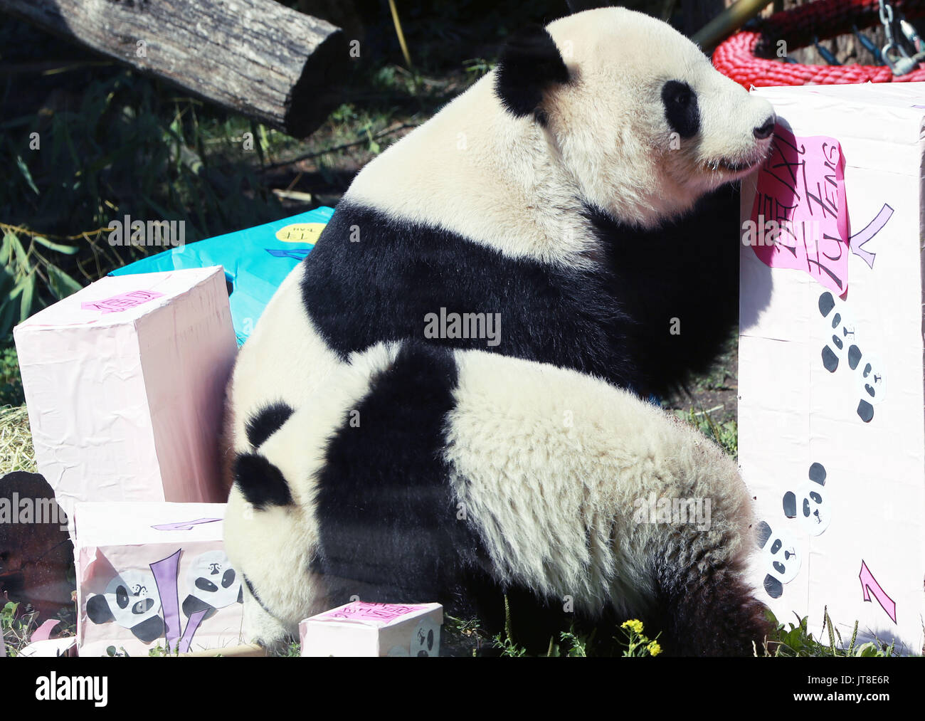 Vienna. 7th Aug, 2017. Panda Yang Yang (upper) and its baby Fu Ban play ...
