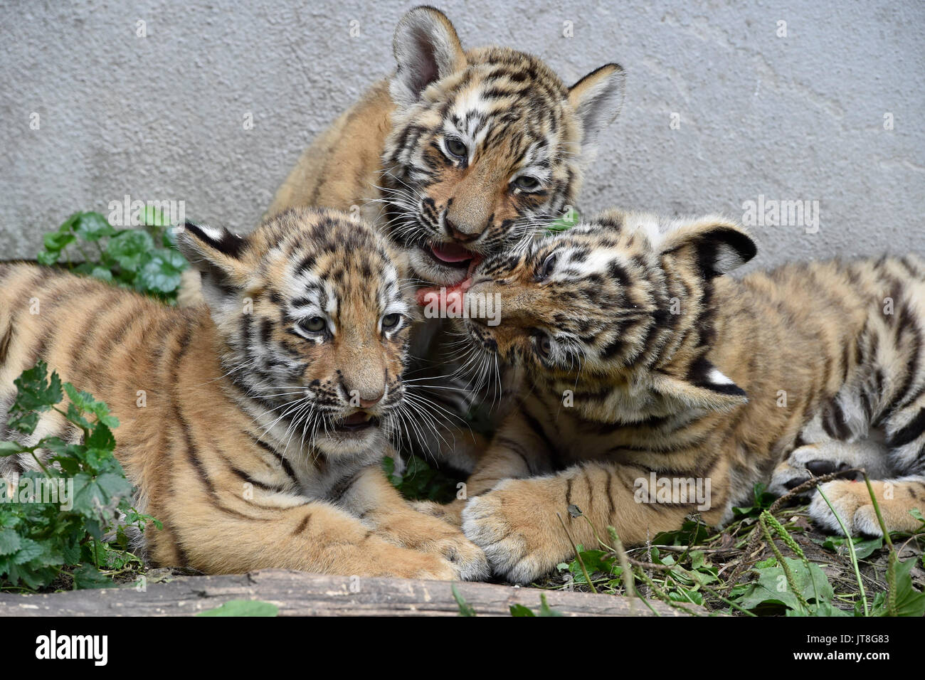 Hodonin, Czech Republic. 07th Aug, 2017. Three of four young tigers are ...