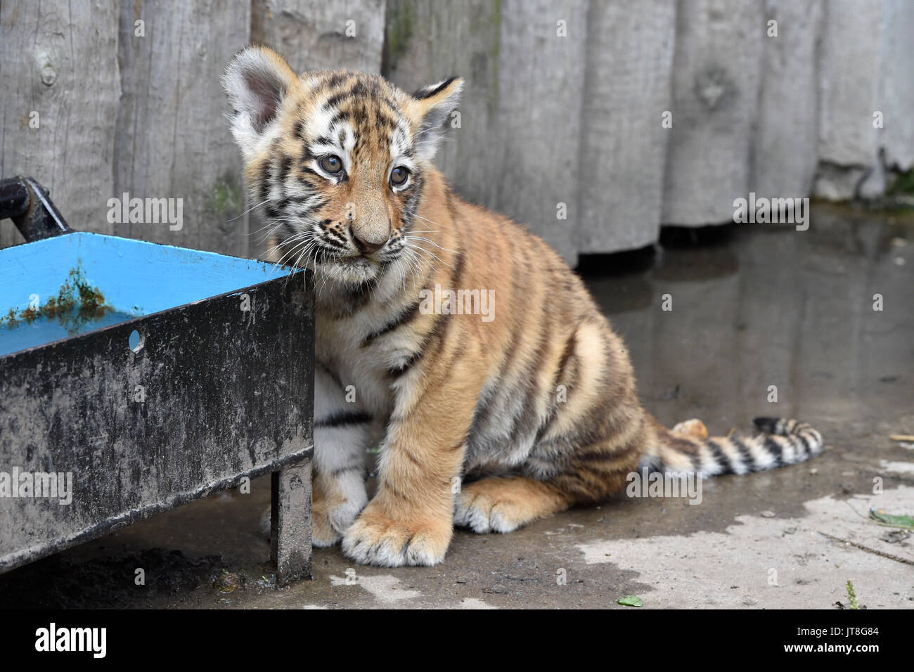 Hodonin, Czech Republic. 07th Aug, 2017. One of four young tigers is ...